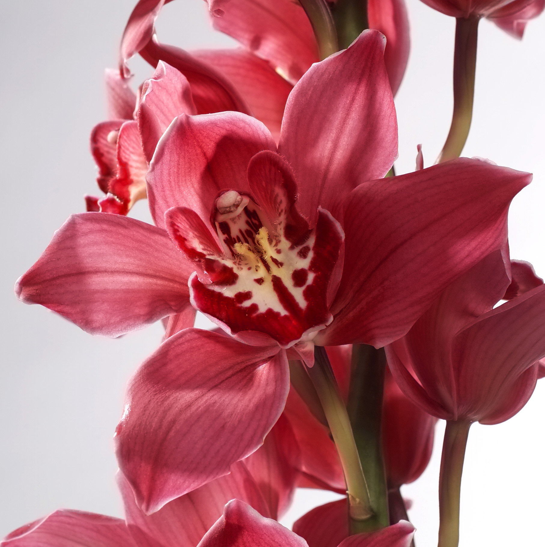 Wie Sie Ihre Orchideen richtig pflegen - Planungswelten